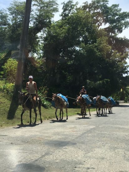 Mule train - Cuban Studies